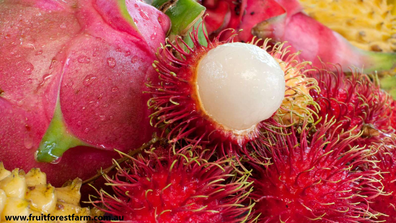 Gallery | Fruit Forest Farm