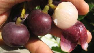 Gallery | Fruit Forest Farm